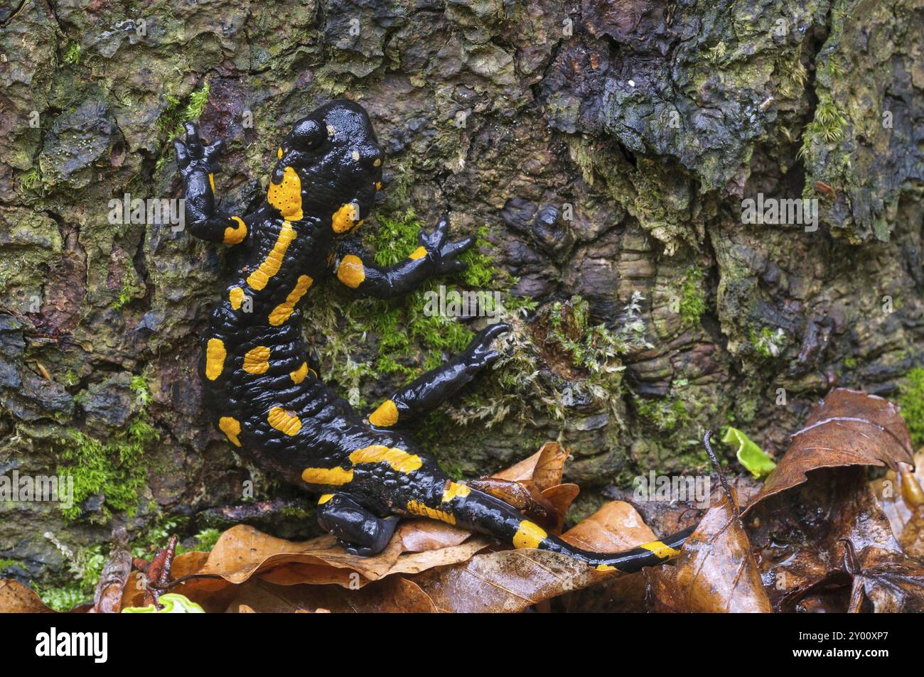 A fire salamander at the foot of a tree Stock Photo - Alamy