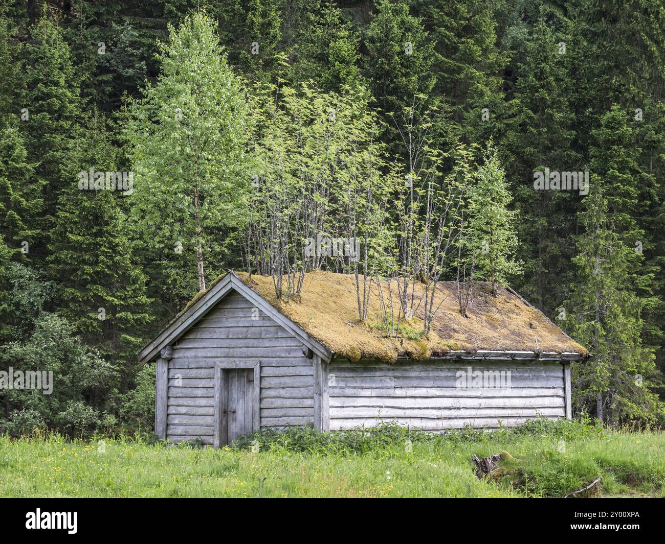 Birch trees growing on a barn roof in Norway Stock Photo - Alamy
