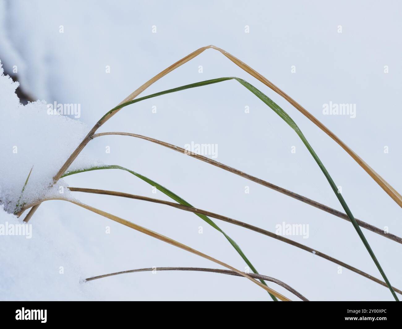 Bent tri-coloured blade of grass in the snow Stock Photo - Alamy