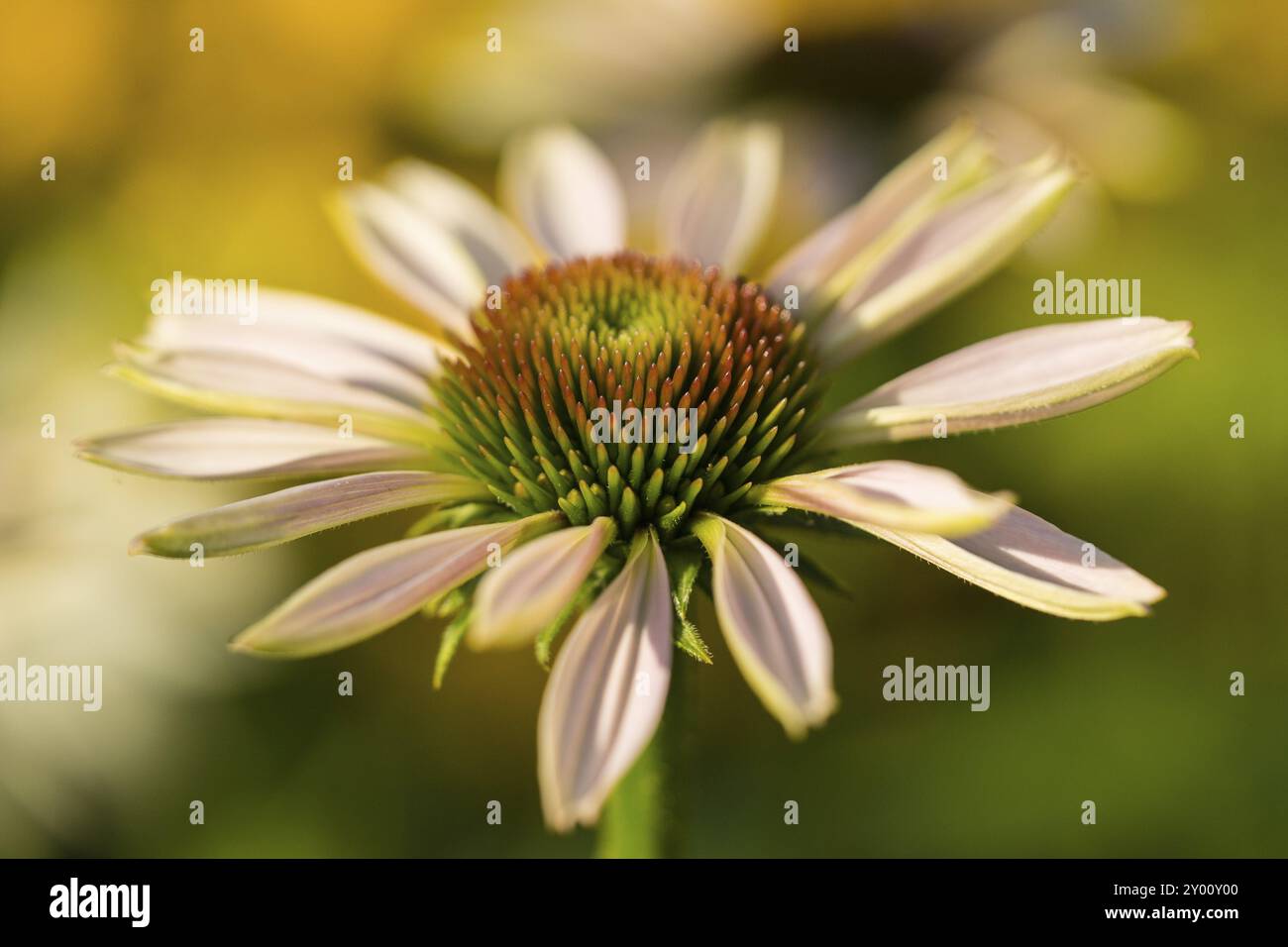 Macro photograph of a composite flower Stock Photo - Alamy