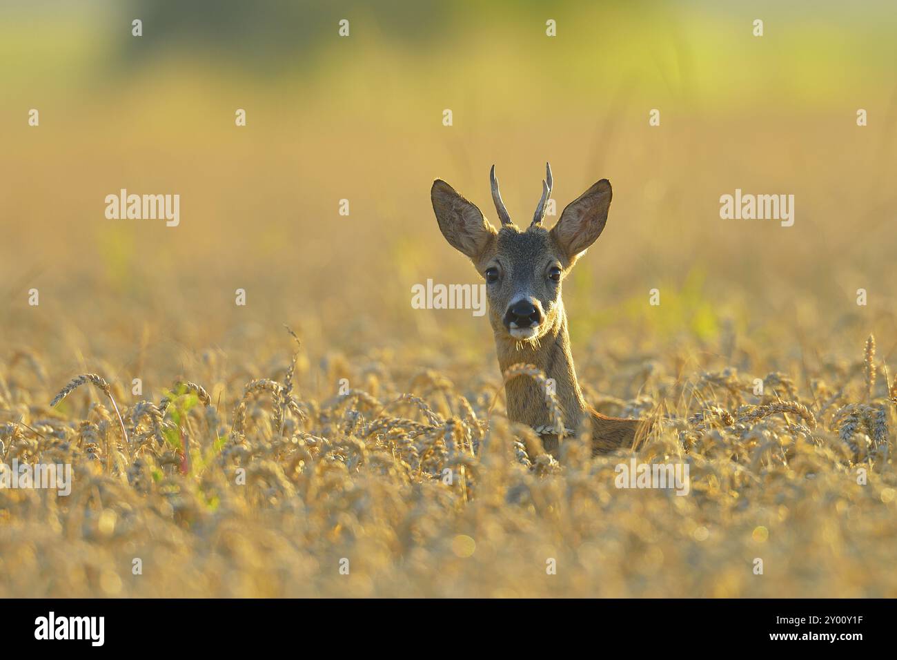 Roebuck in a wheat field, Capreolus capreolus, Germany, European ...