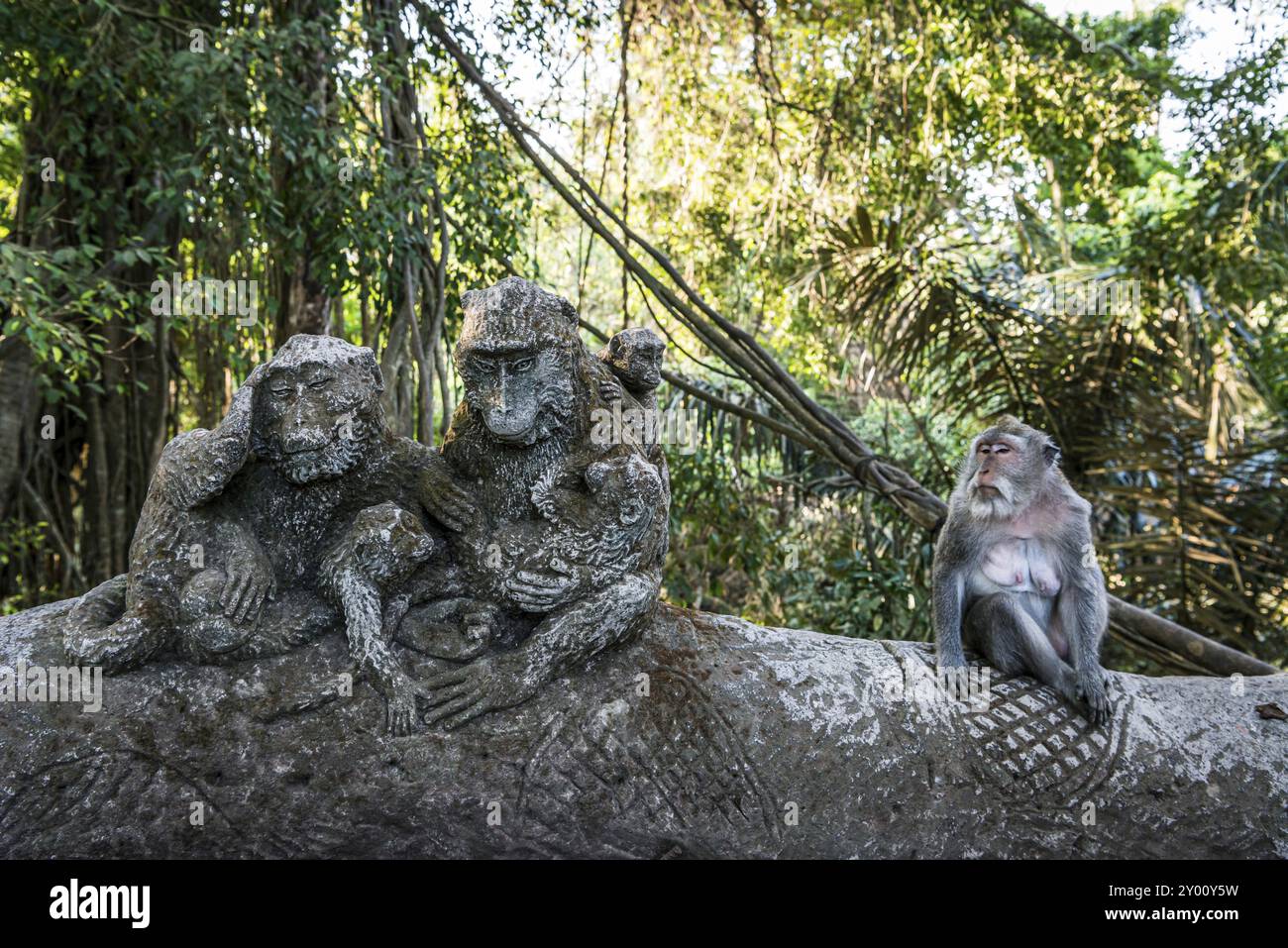 Macaque (Macaca), monkey, monkey, animal, macaque, wildlife, nature ...
