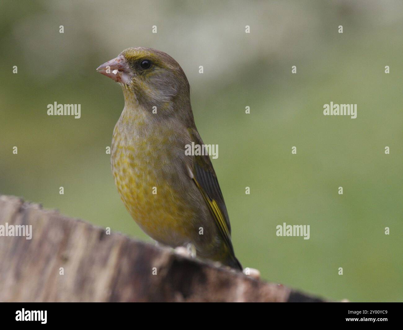 European greenfinch eat in feeder hi-res stock photography and images ...