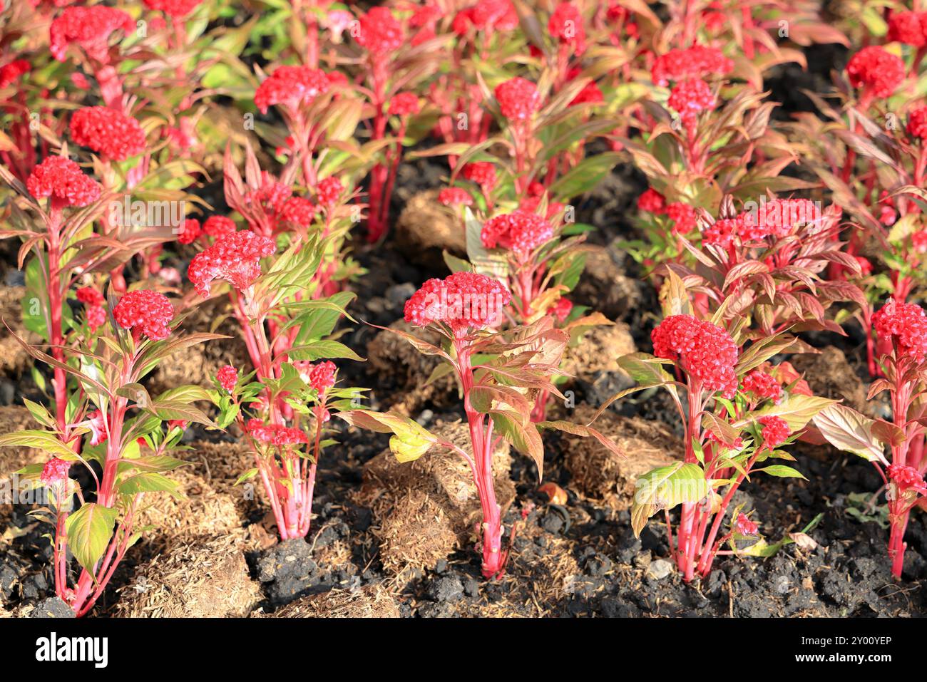 Dark red cockscomb flower, Flower of cockscomb (Celosia cristata ...