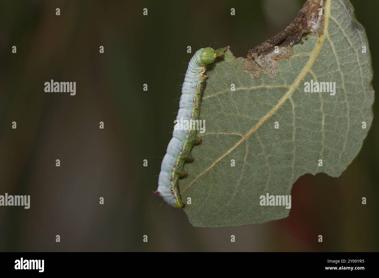Camel toothed moth, caterpillar, Ptilodon capucina, coxcomb prominent ...