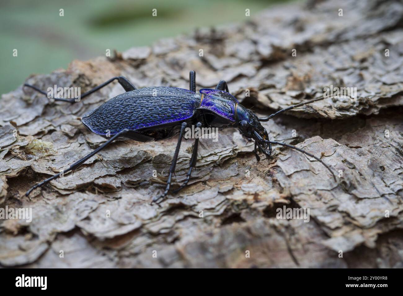 Blue-violet wood ground beetle, Carabus problematicus, beetle Stock ...