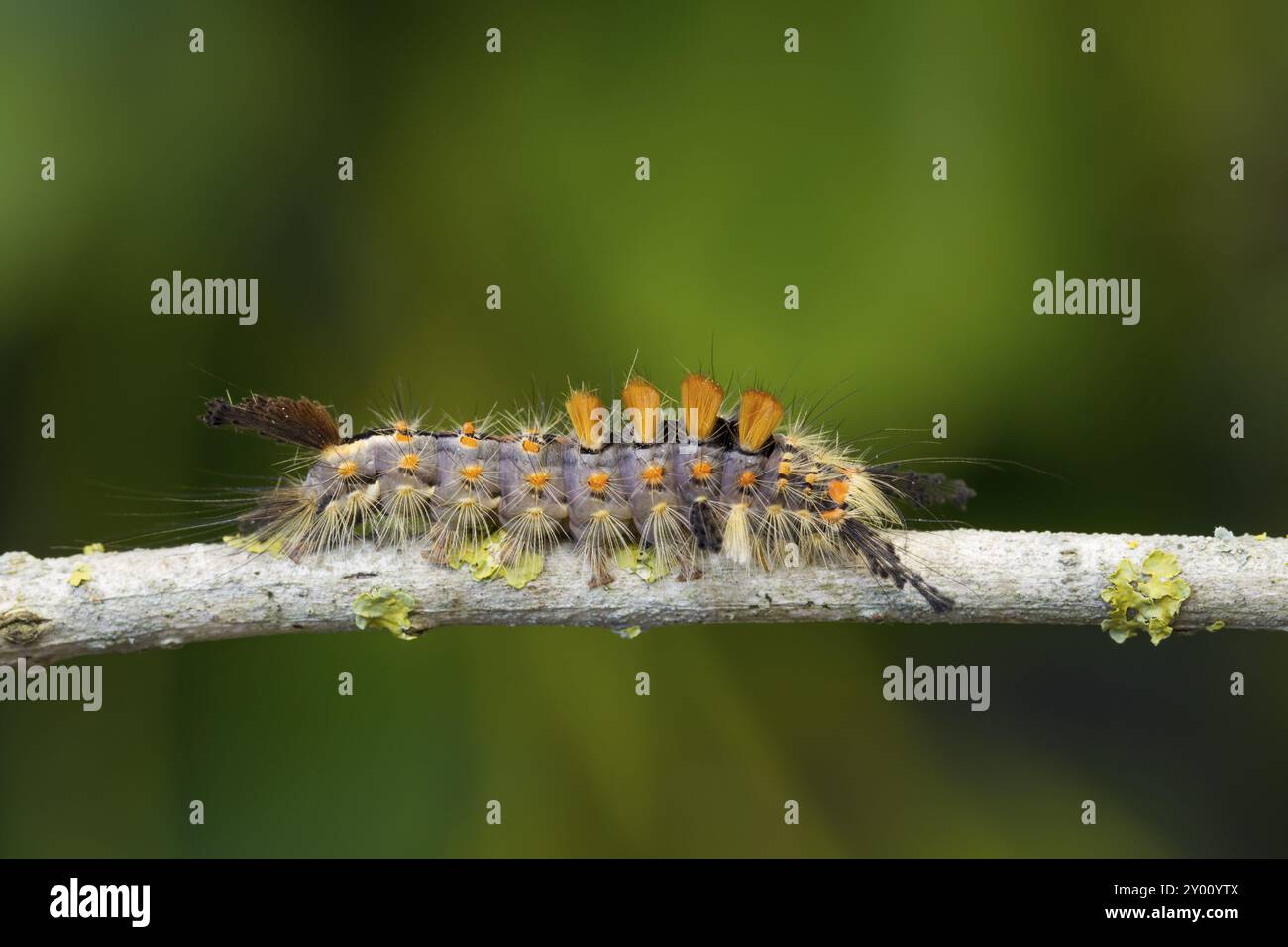 Rusty tussock moths hi-res stock photography and images - Alamy