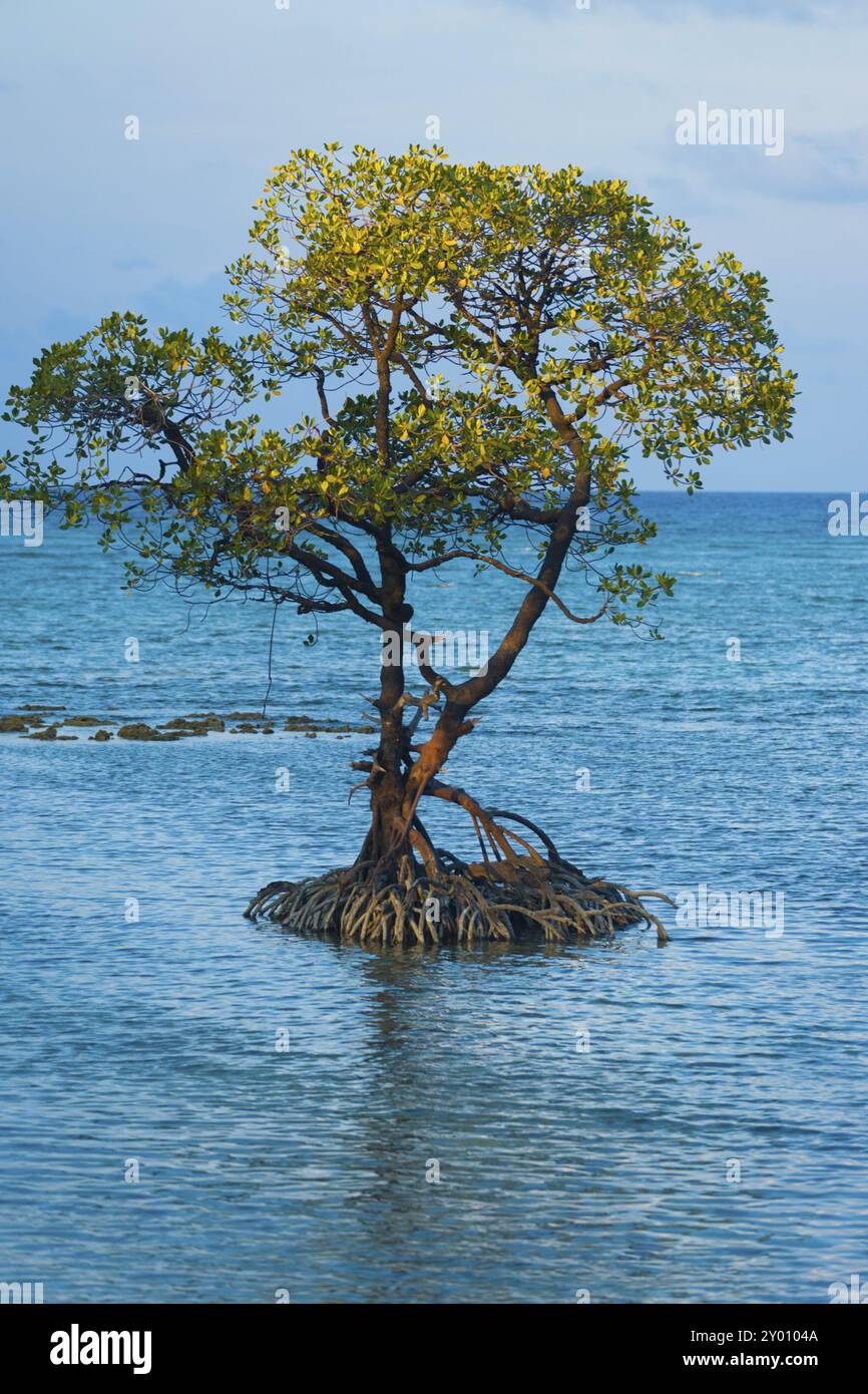 Mangrove tree in andaman islands hi-res stock photography and images ...