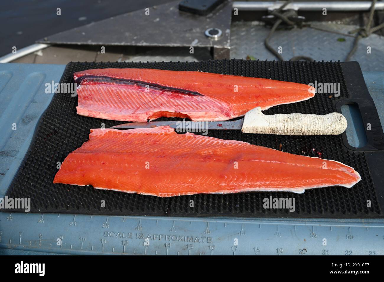 Alaska's great angling opportunities include the silver salmon, which ...