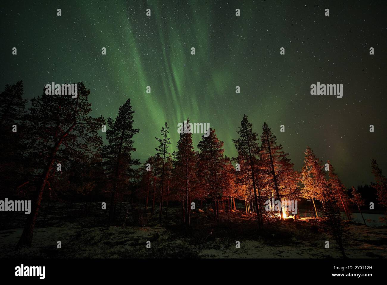 Northern Lights (Aurora borealis) over trees, Norrbotten, Lapland ...