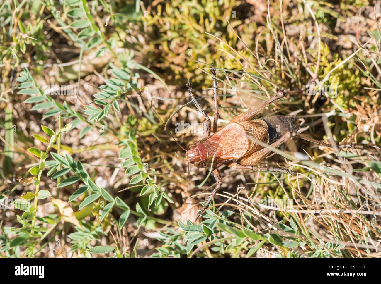 A north-eastern Turkish Bush-Cricket (Psorodonotus specularis ...