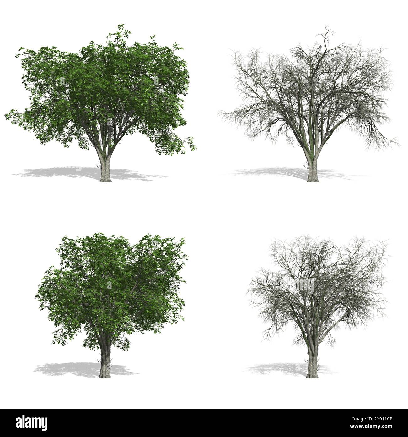 Elm trees, isolated on white background Stock Photo - Alamy