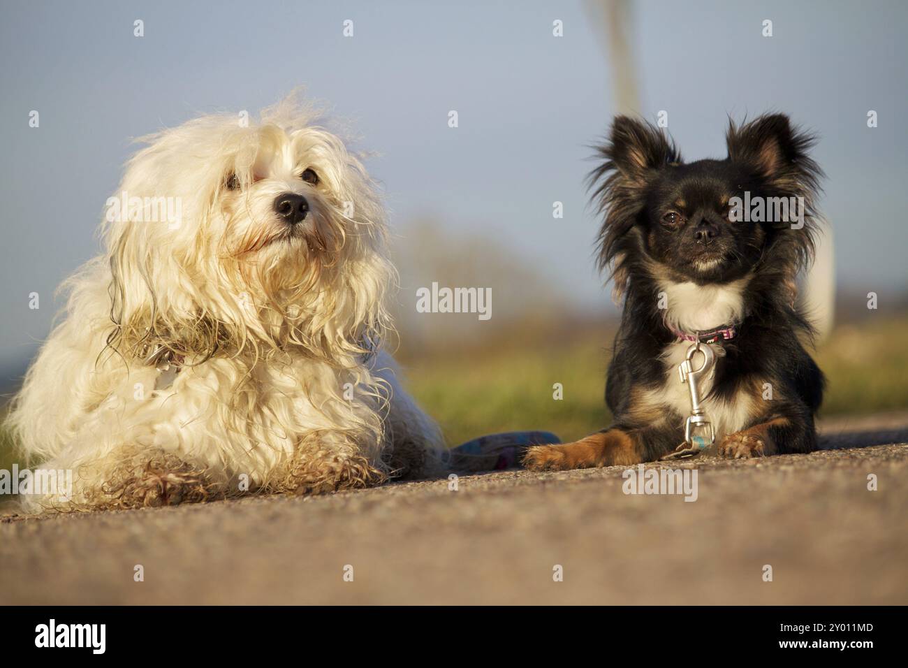 Dogs waiting for a command Stock Photo - Alamy