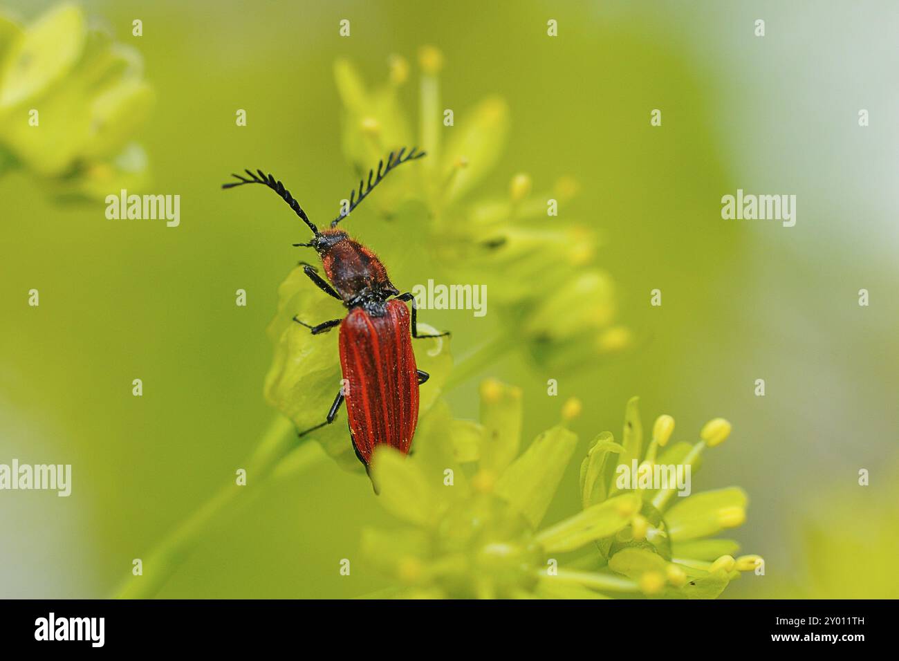 Scarlet fire beetle in spring. (Pyrochroa coccinea) . Cardinal beetle ...