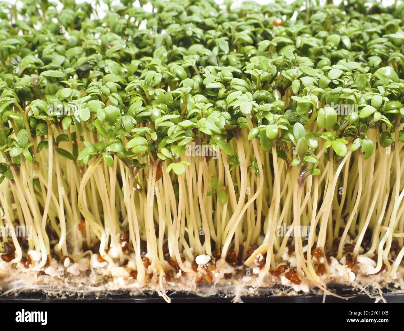 Watercress plants, sprouting at extreme closeup Stock Photo - Alamy