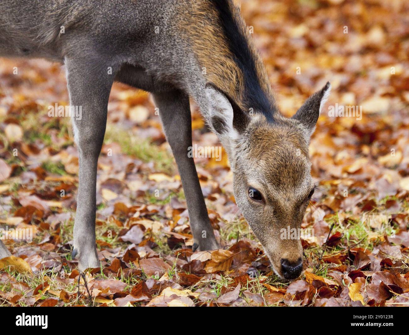 Red deer cows cervus hi-res stock photography and images - Alamy