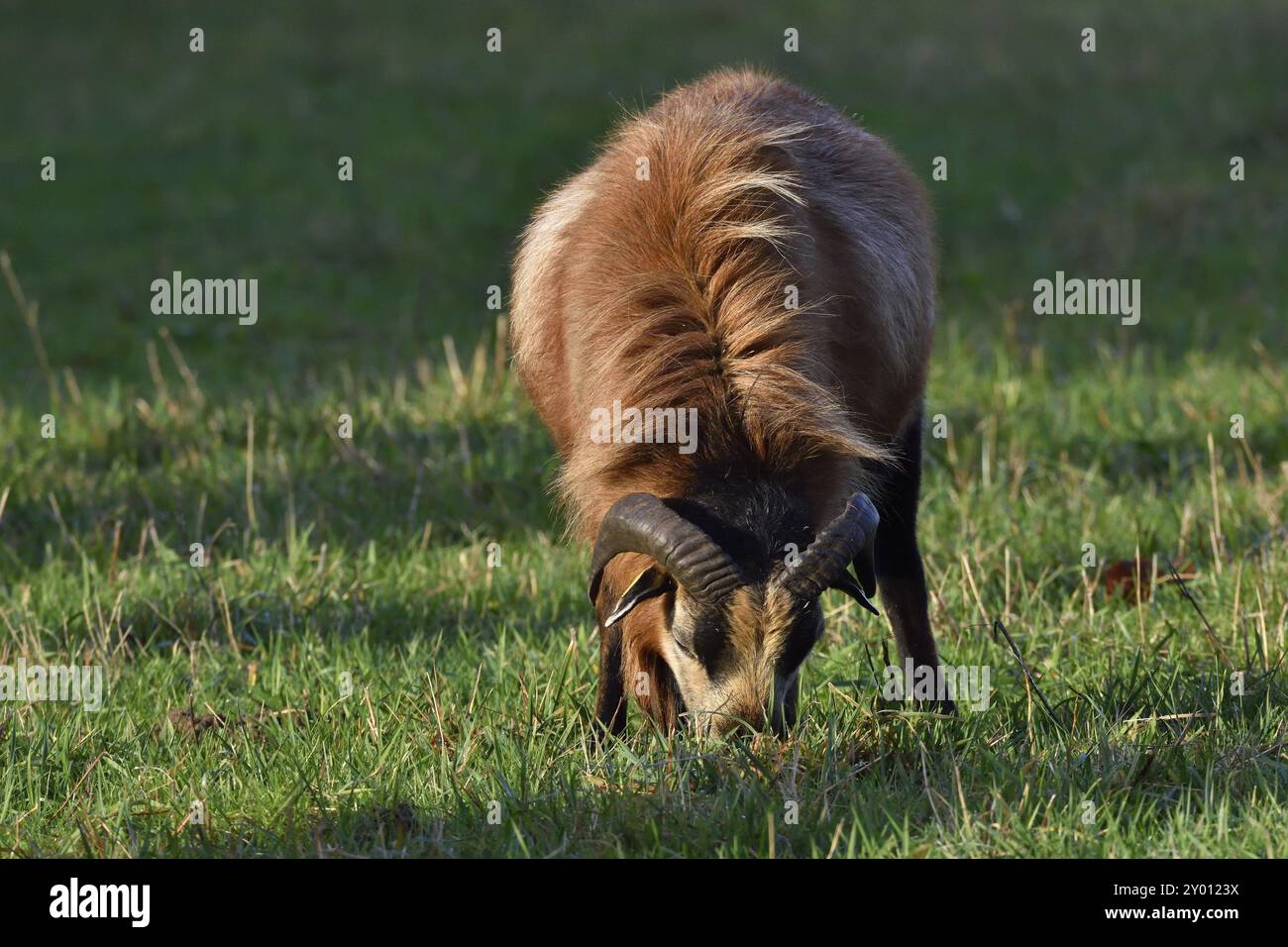 Cameroon sheeps hi-res stock photography and images - Alamy