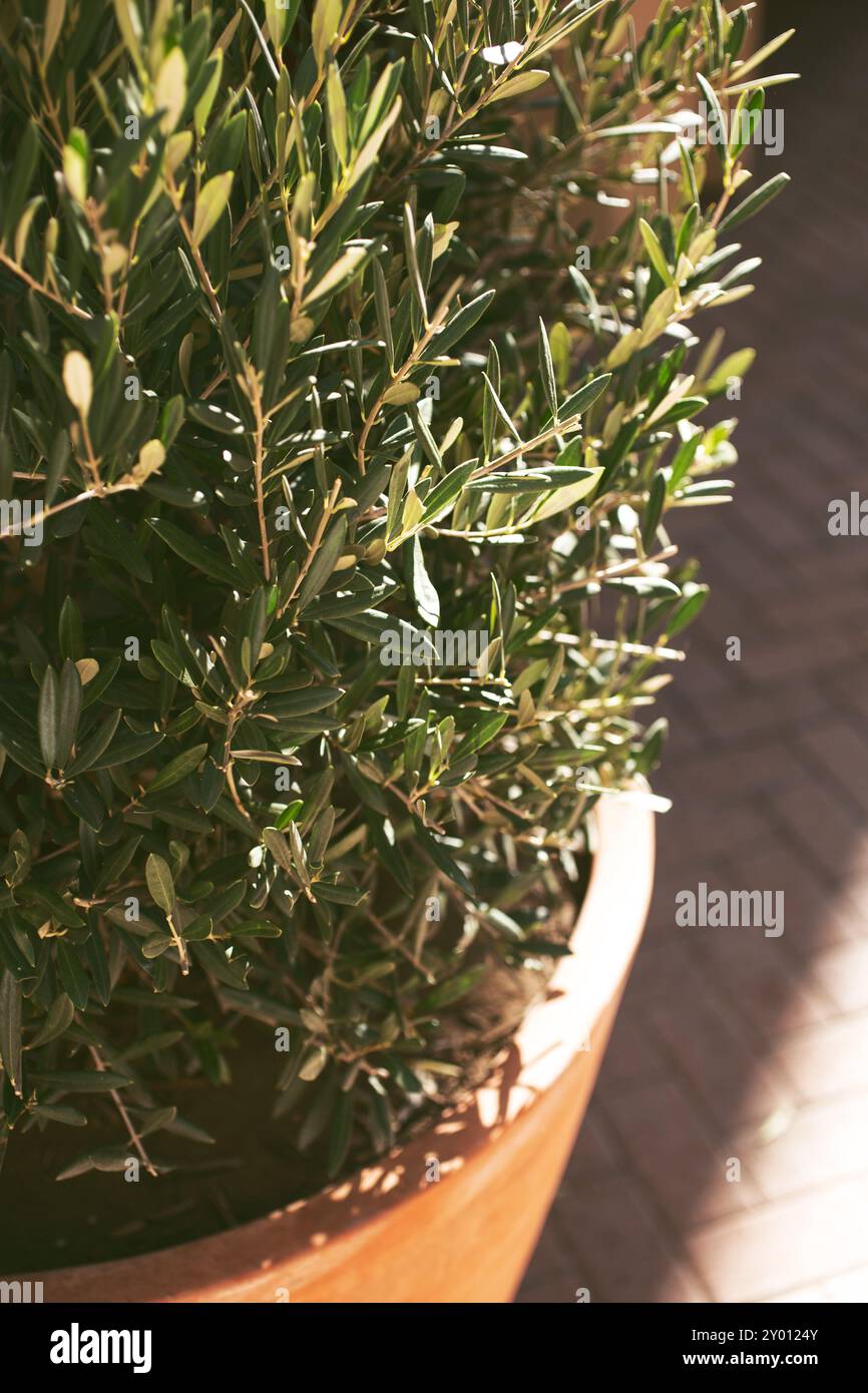 A view of an olive tree planted in a terra cotta pot as landscape in an ...