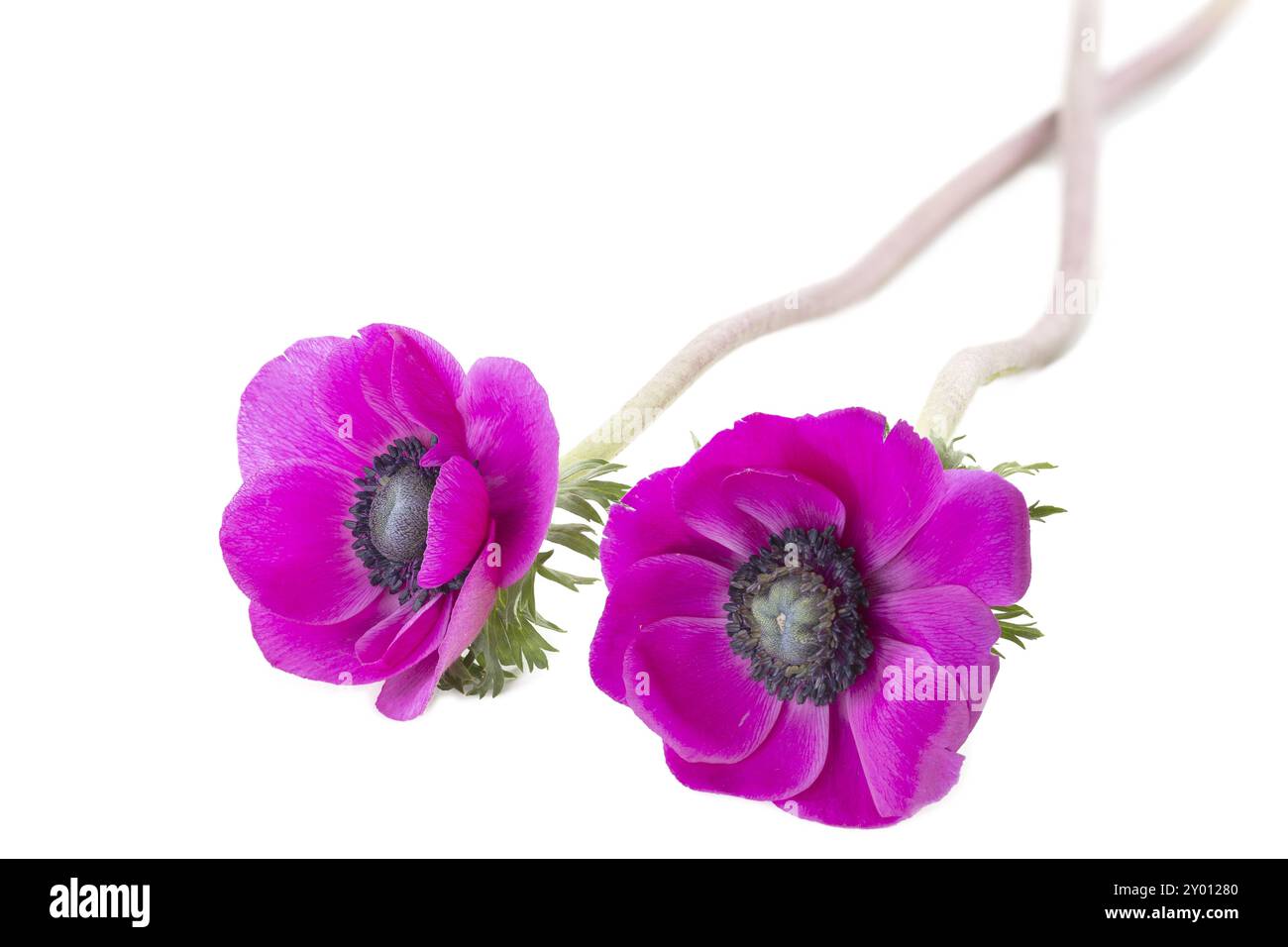 Two anemones on a white background Stock Photo - Alamy