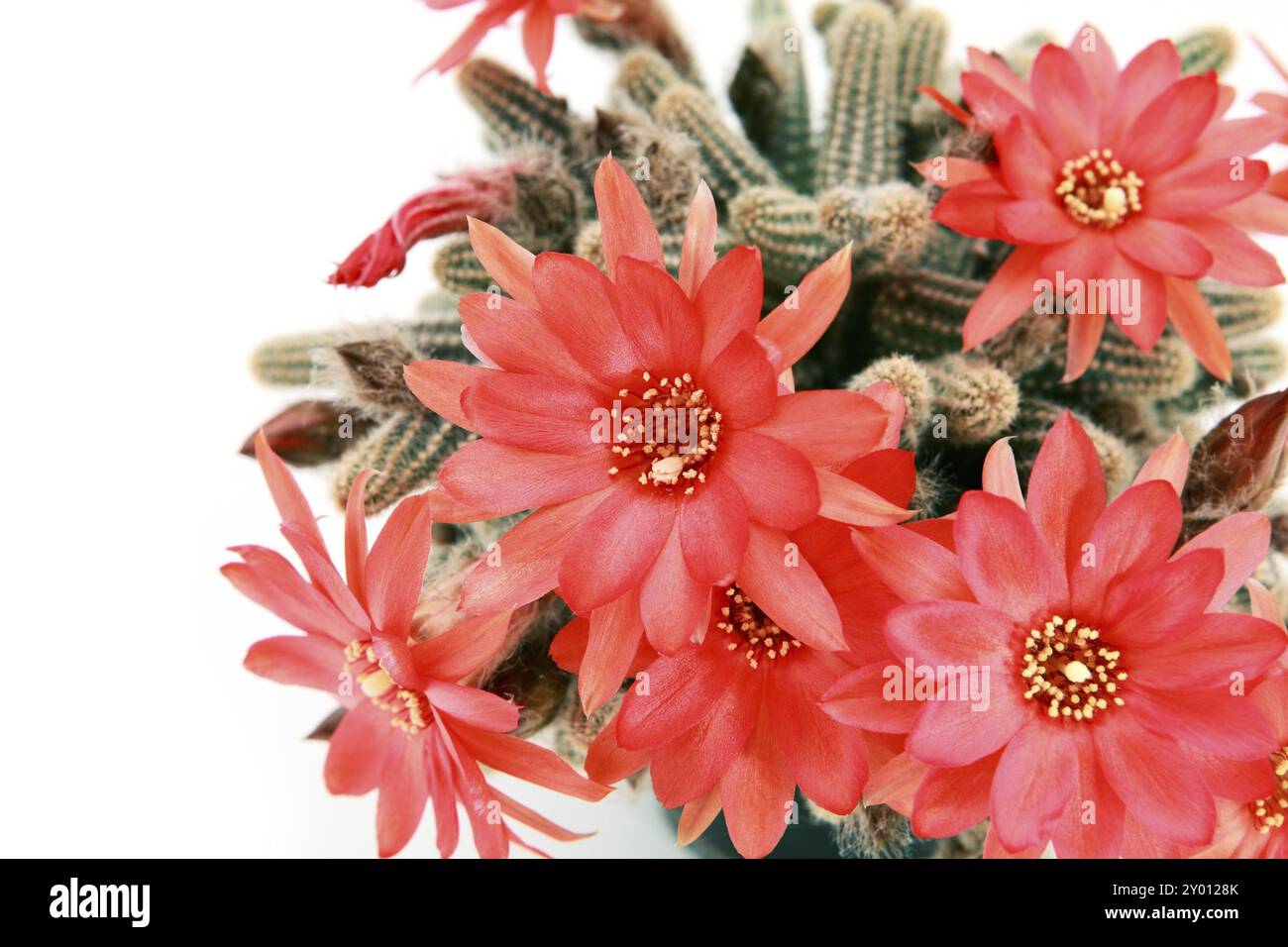 Many red cactus flowers over white background Stock Photo - Alamy