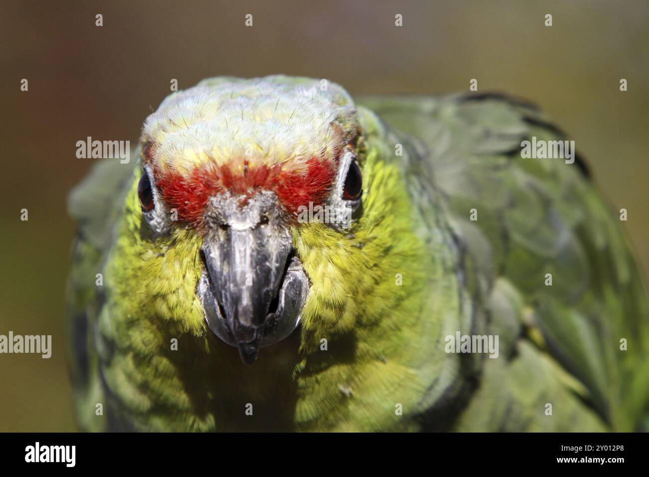 Yellow fronted amazons hi-res stock photography and images - Alamy