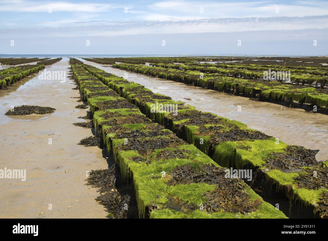 Oyster farm on the Channel Island of Jersey Stock Photo - Alamy