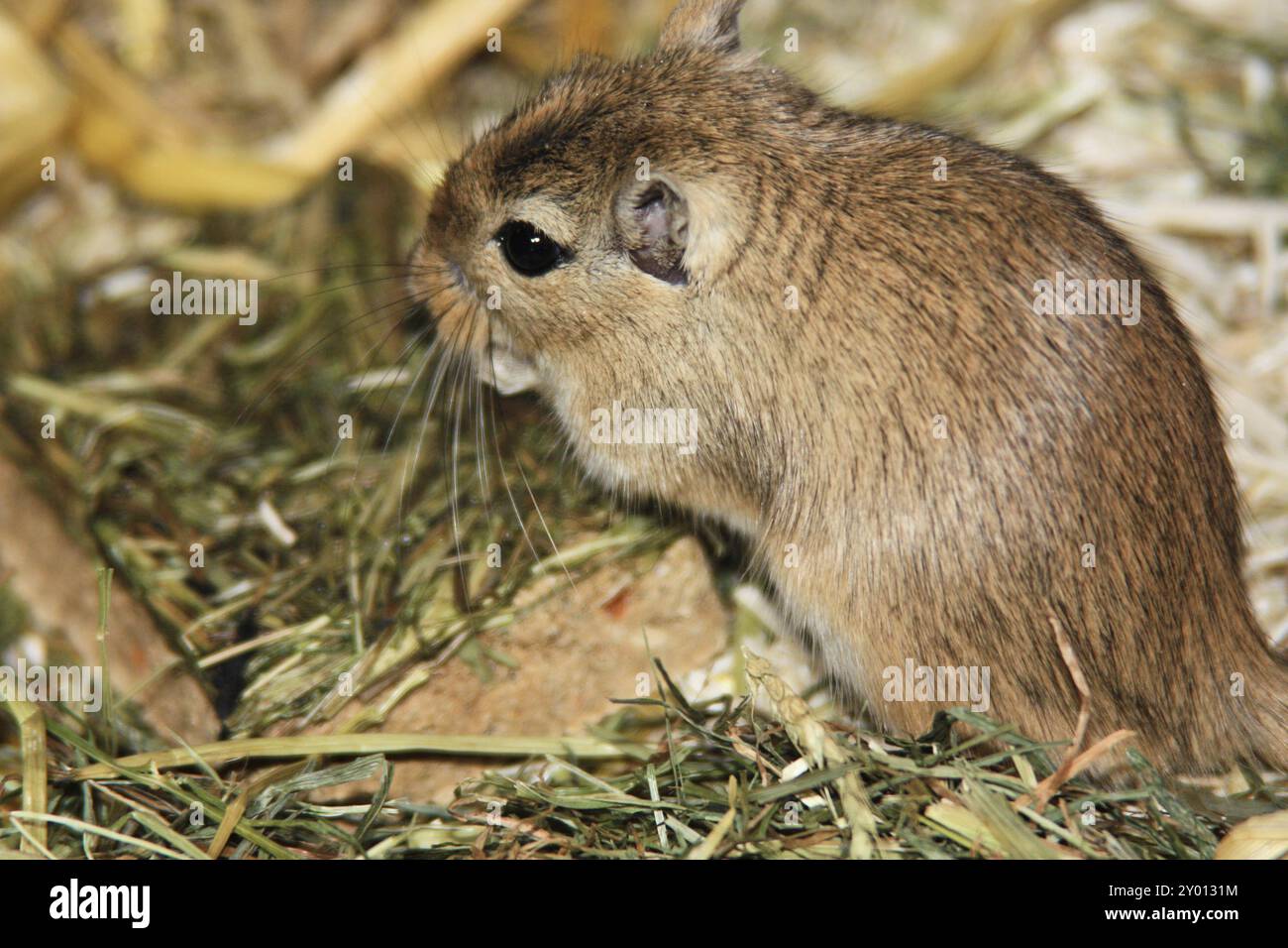 Mongolian gerbil (Meriones Stock Photo - Alamy
