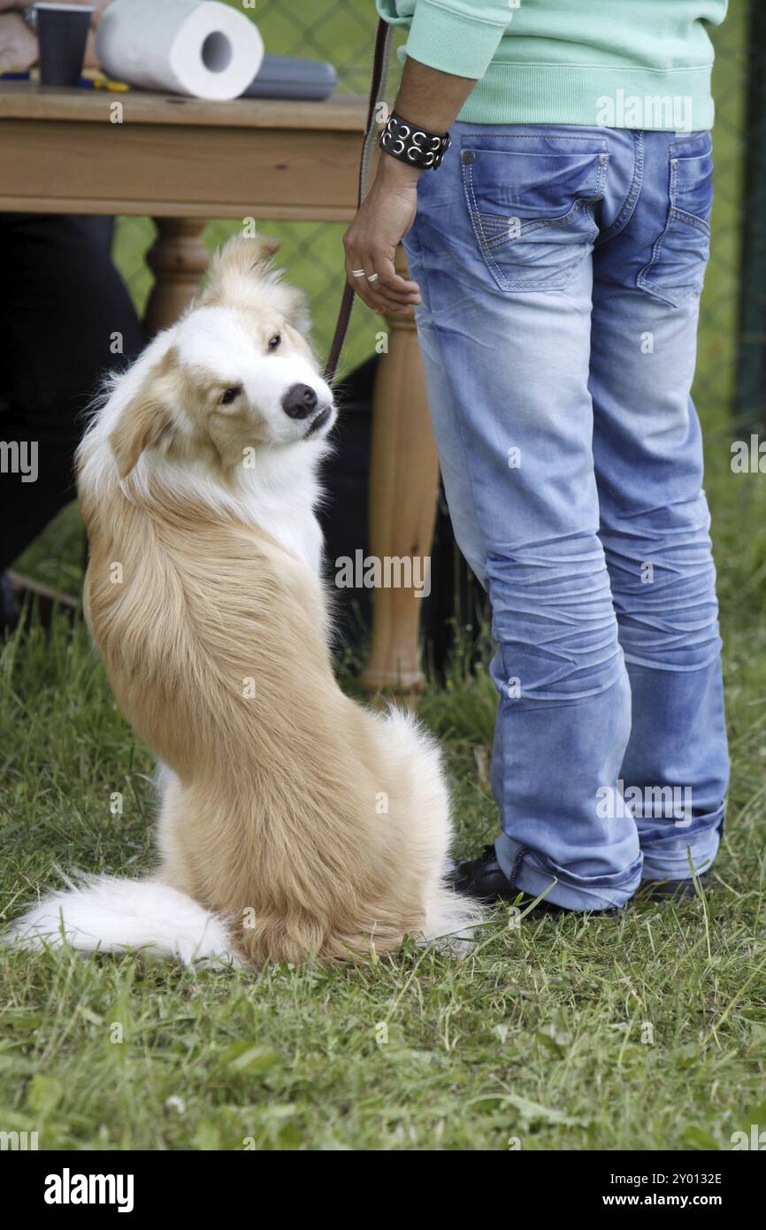 Cream-coloured Border Collie at a dog test Stock Photo - Alamy