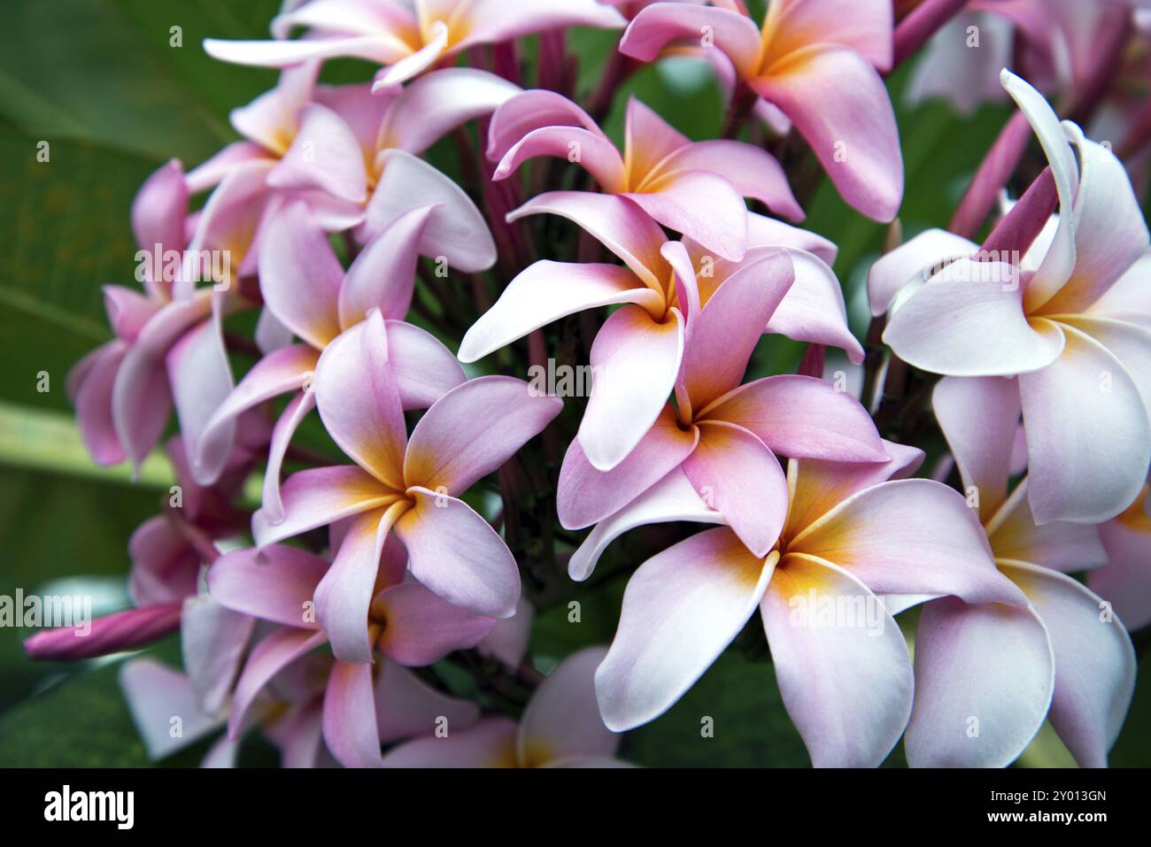 Plumeria tree plumeria sp hi-res stock photography and images - Alamy