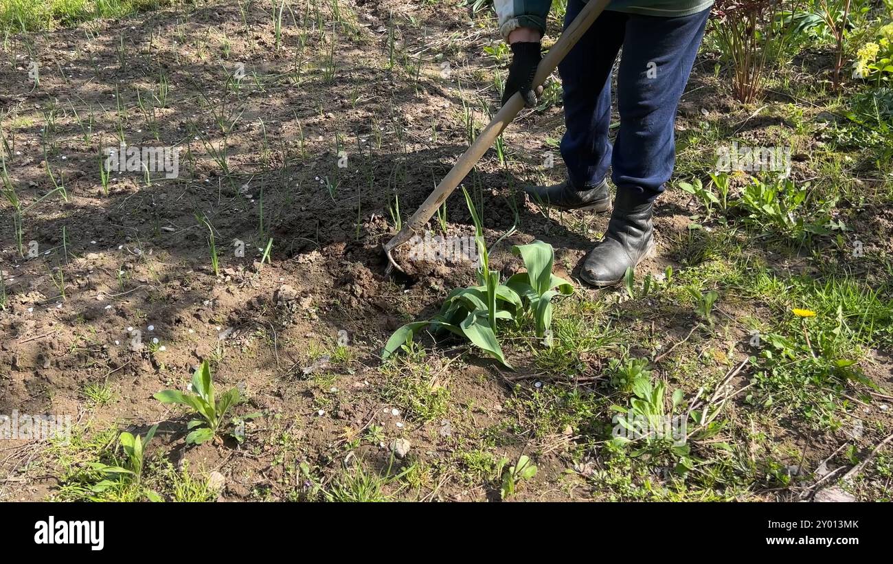 Old farmer woman weed onion hi-res stock photography and images - Alamy