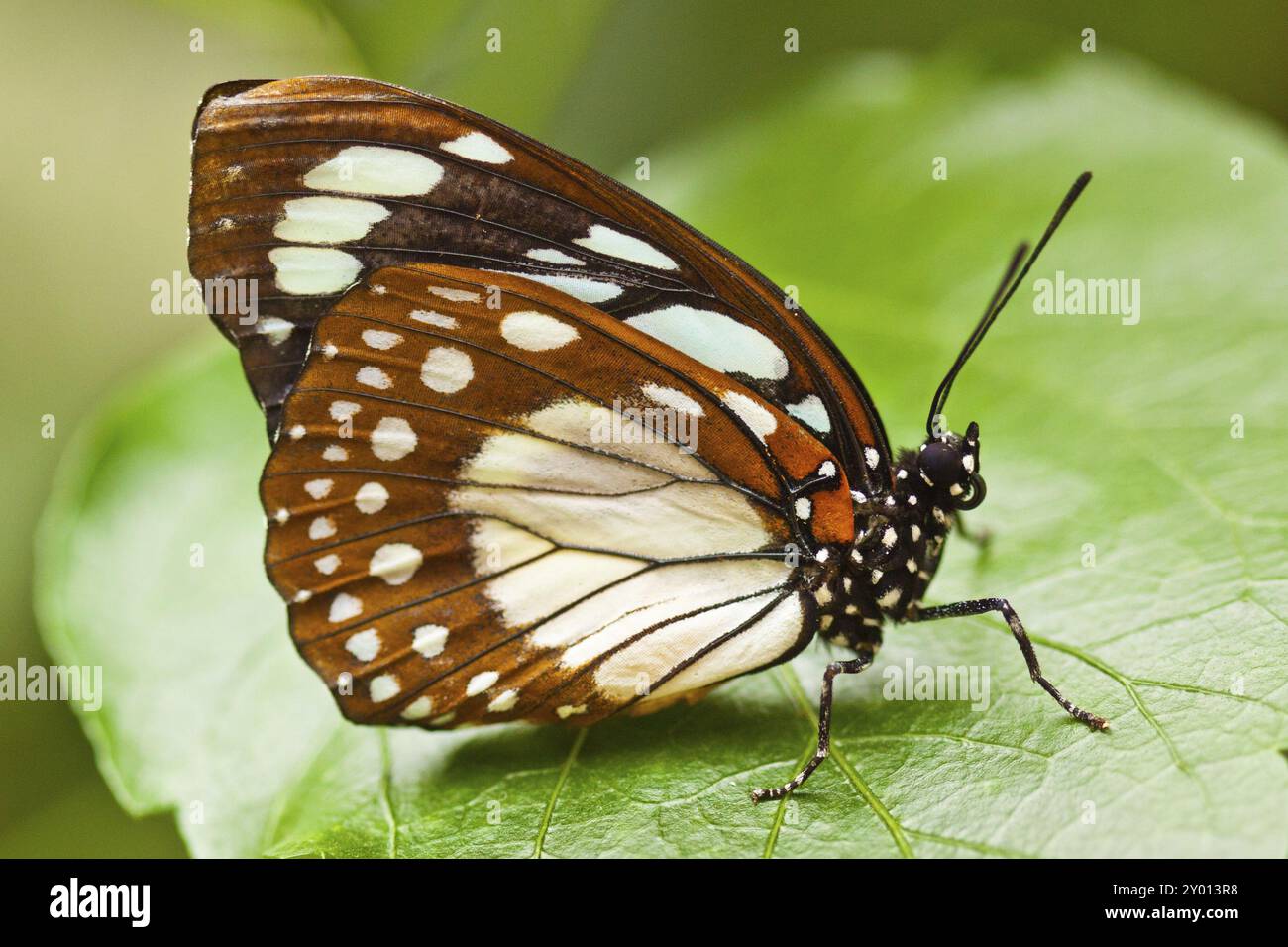 Euxanthe hi-res stock photography and images - Alamy