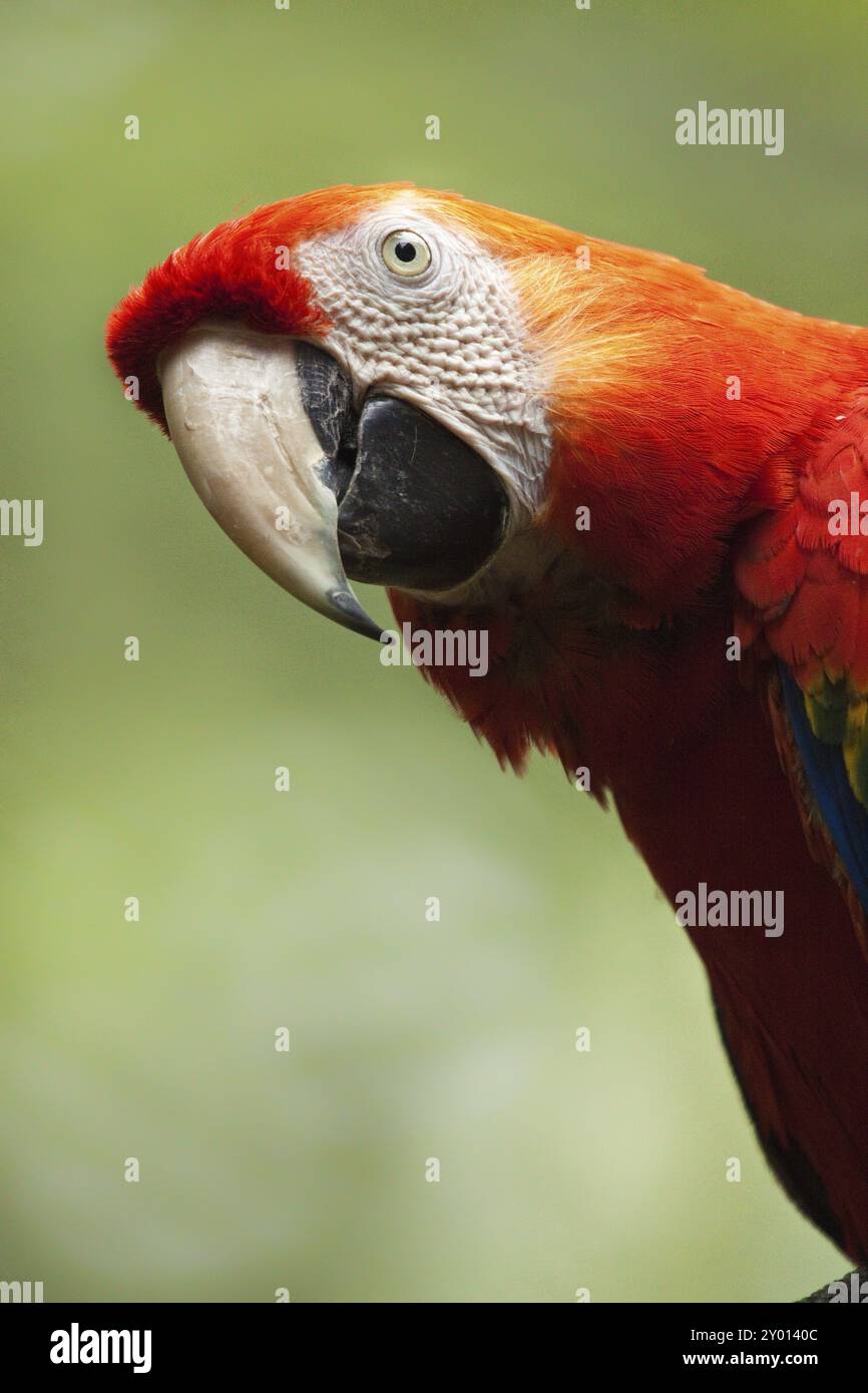Green-winged macaw, also known as the dark red macaw Stock Photo - Alamy