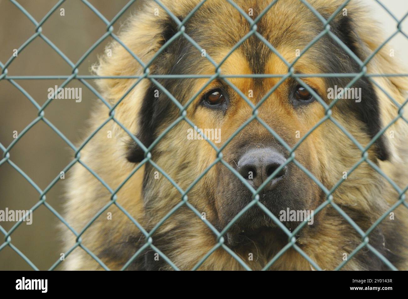 Dog behind bars Stock Photo - Alamy