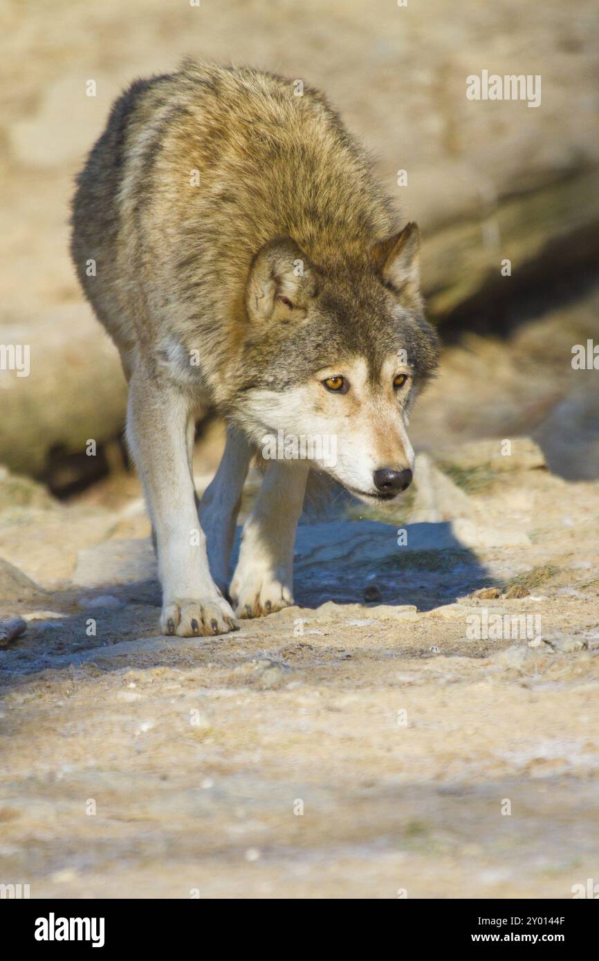 Timber wolf or American grey wolf (Canis lupus lycaon Stock Photo - Alamy