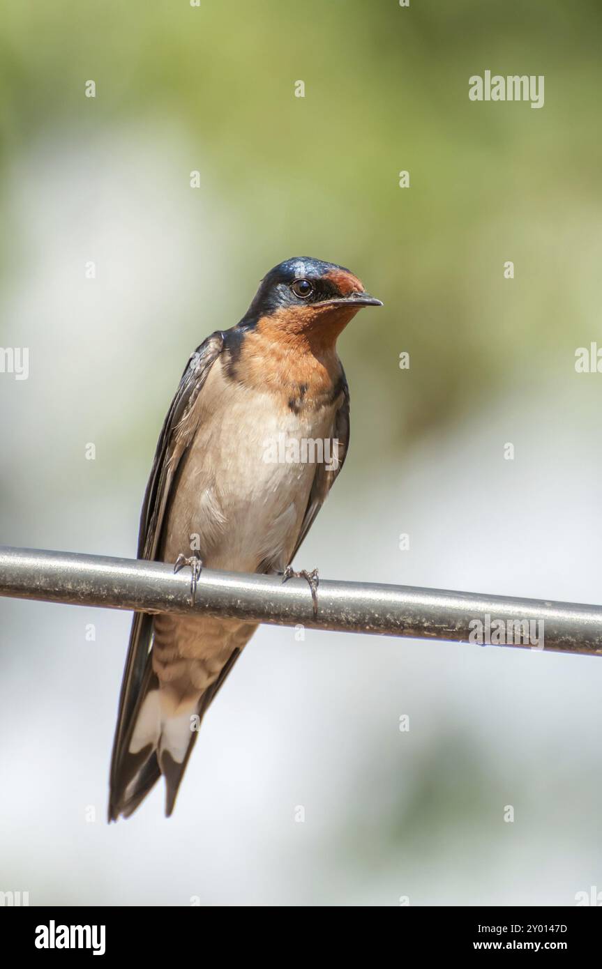 Stretched wires hi-res stock photography and images - Alamy