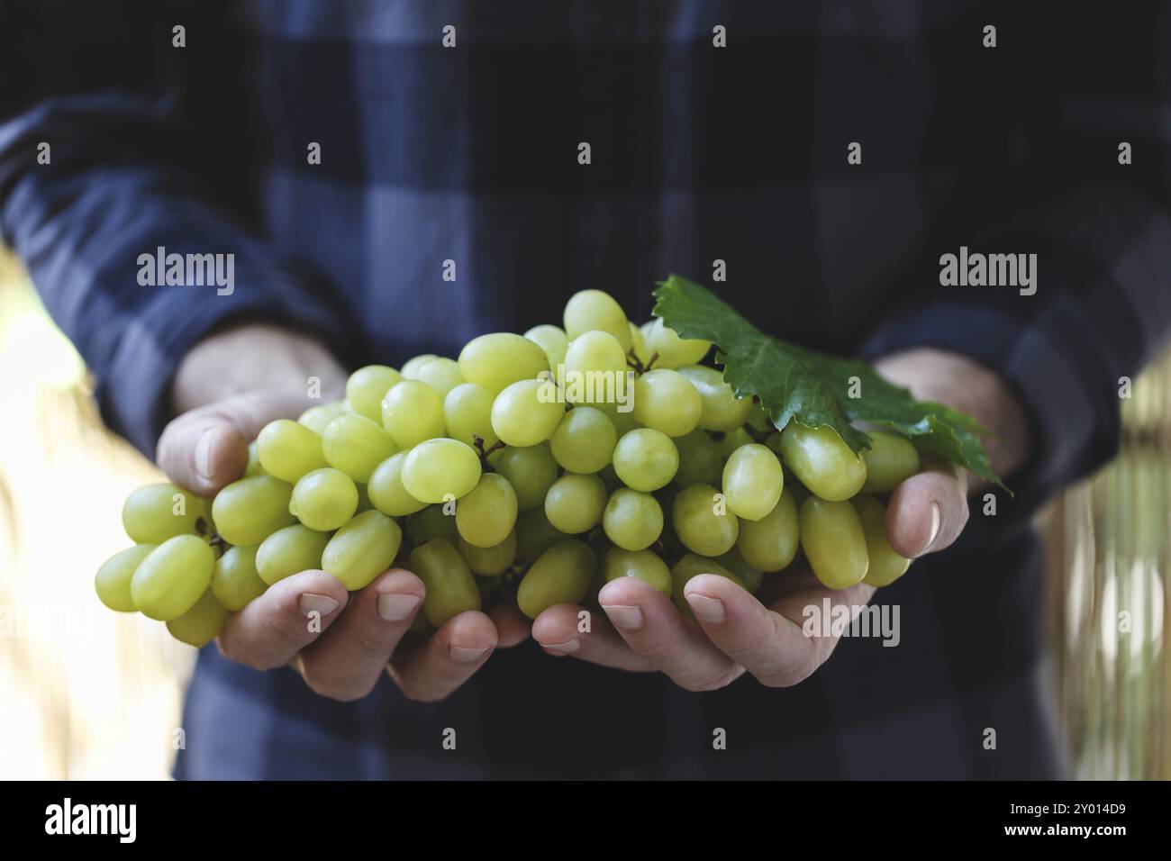 Farmers hands holding white grapes autumn harvest Stock Photo - Alamy