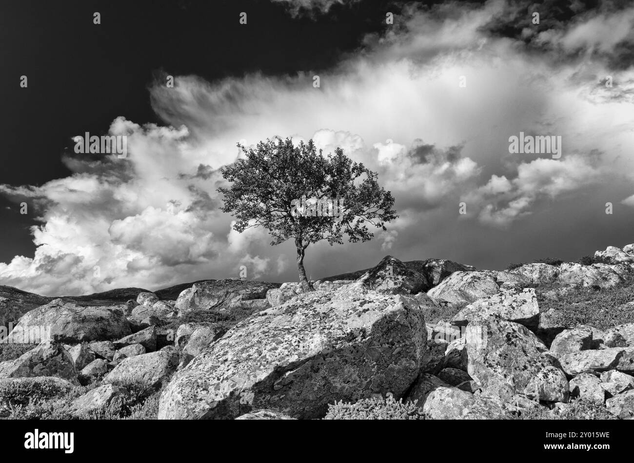 Downy birch betula pubescens Black and White Stock Photos & Images - Alamy