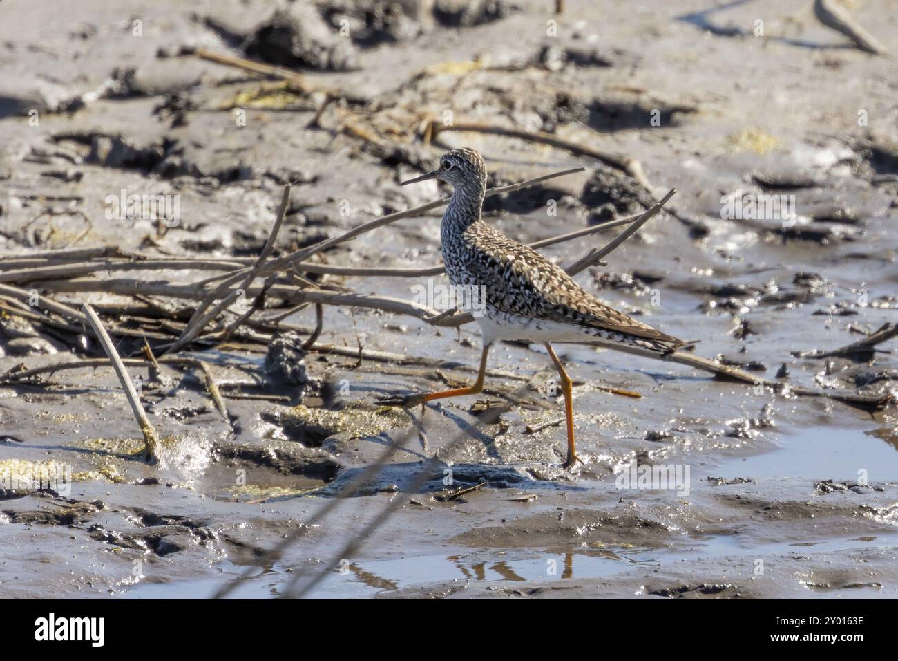 Natural scene from Wisconsin state conservation area Stock Photo - Alamy