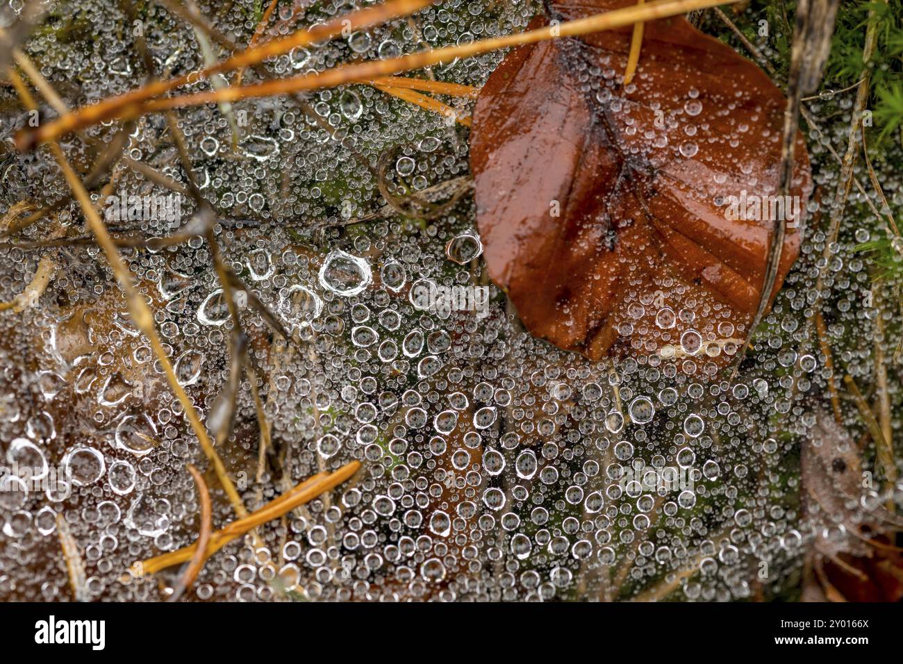 Spider web full of small dewdrops on the forest floor with pine needles ...