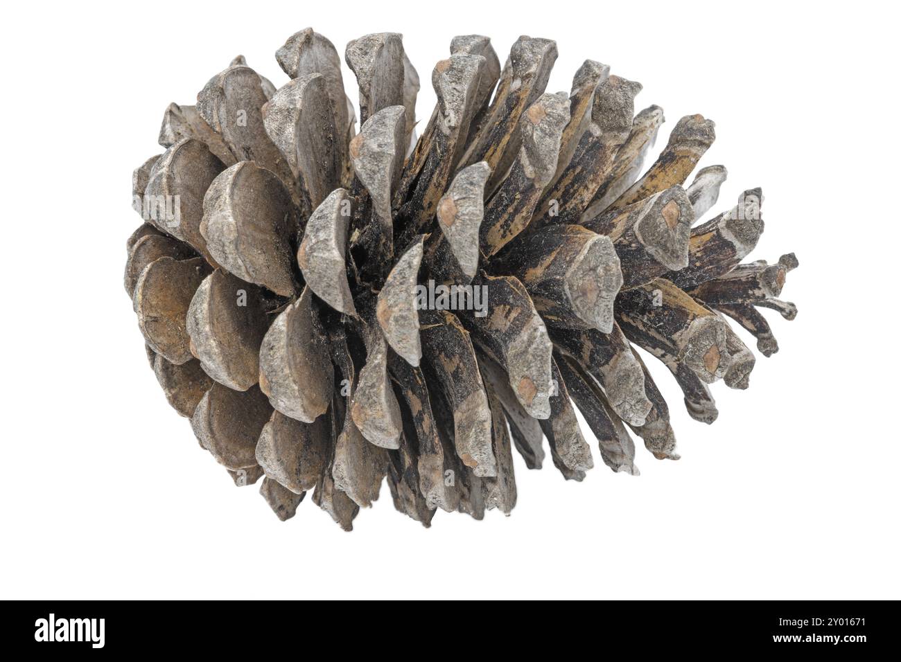 Pine pinus pinea on Cut Out Stock Images & Pictures - Alamy