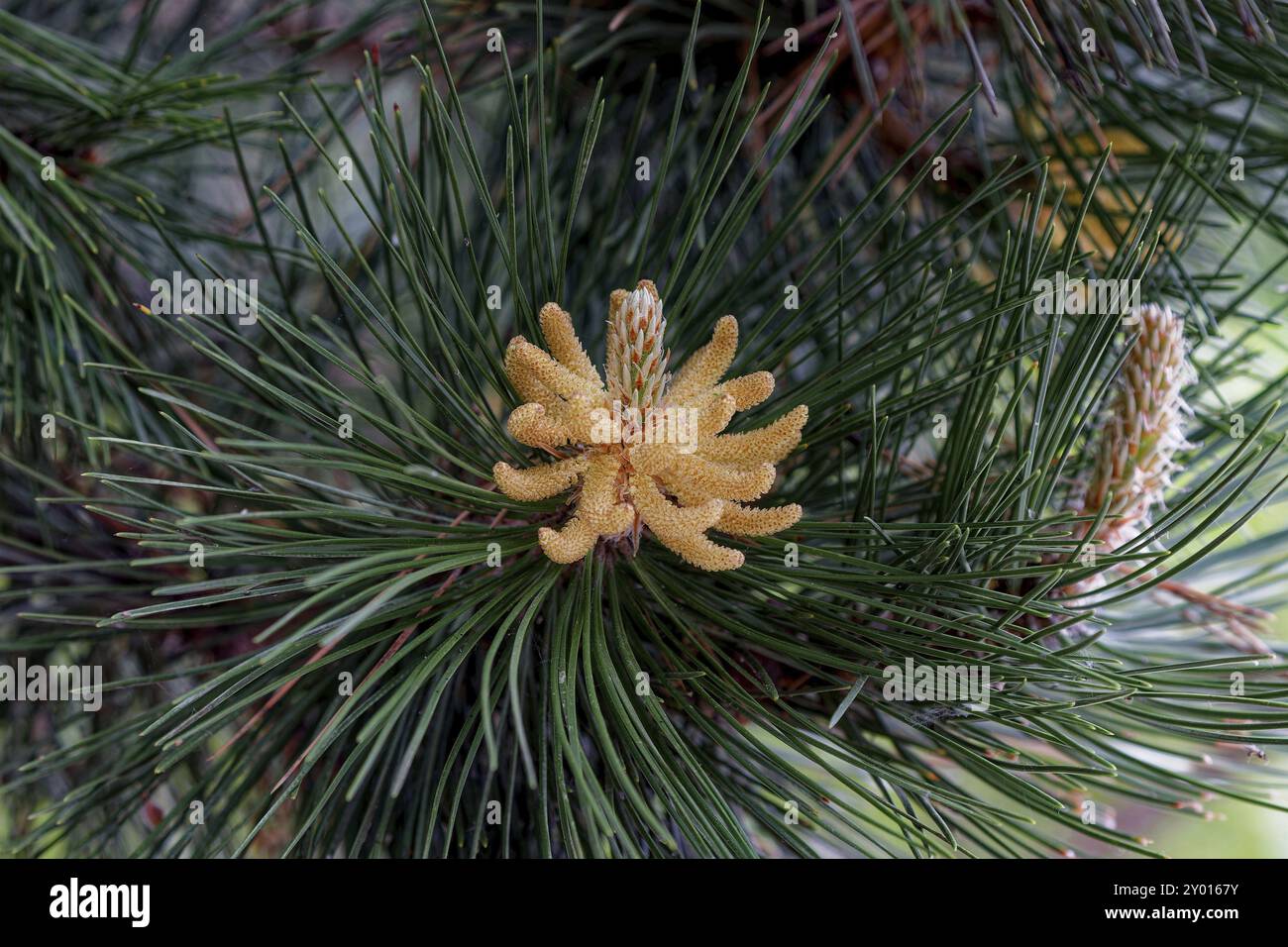 Natural scene from Wisconsin Stock Photo - Alamy