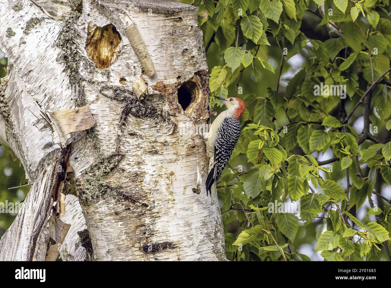 Natural scene from Wisconsin state park Stock Photo - Alamy