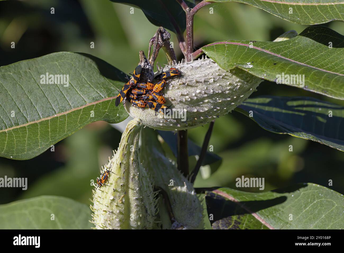 Oncopeltus fasciatus, known as the large milkweed bug Stock Photo - Alamy
