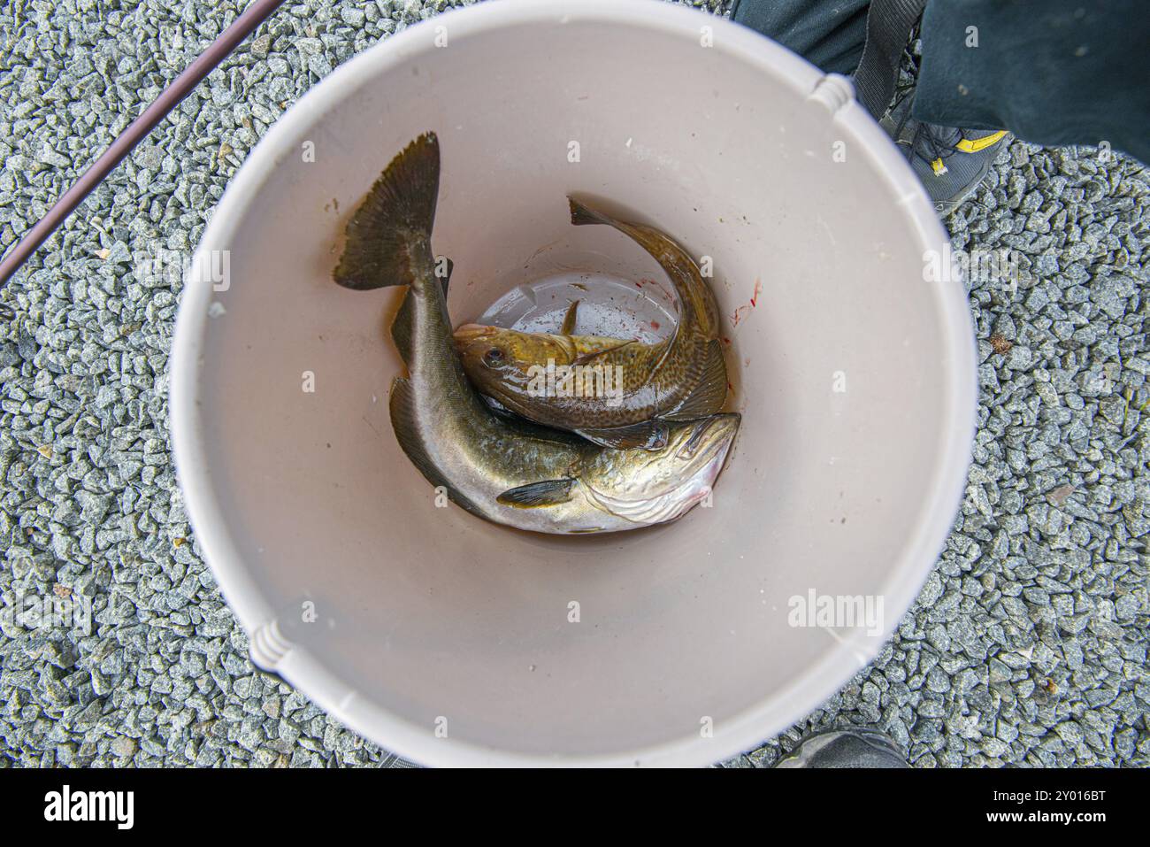 Dead fish in bucket hi-res stock photography and images - Alamy