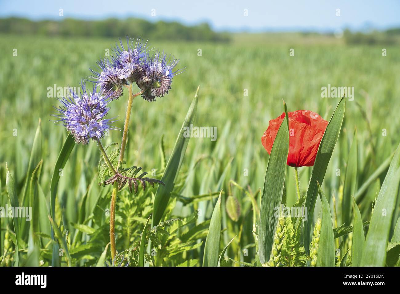 Agricultural crop blue flower flowers crops hi-res stock photography ...