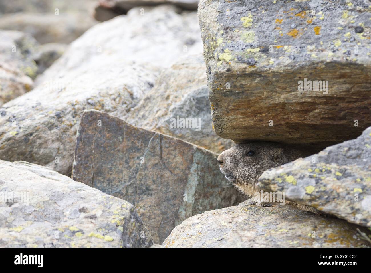 Hiding under a rock hi-res stock photography and images - Alamy