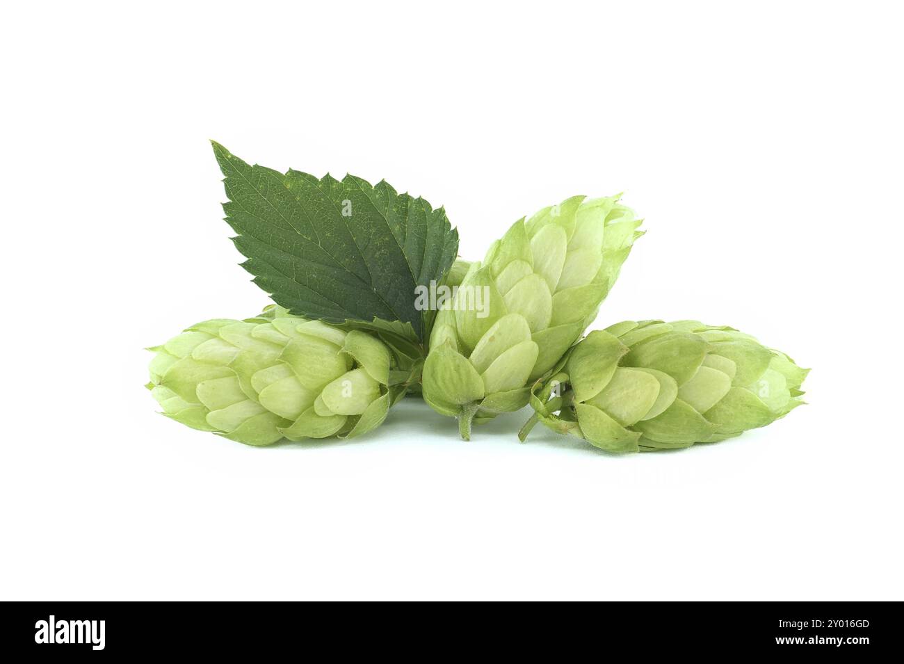 Fresh green hops cones in close up isolated on white background, full ...