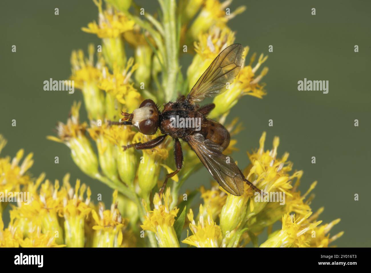 Broad-fronted bladderwrack (Sicus ferrugineus) on canada goldenrod ...