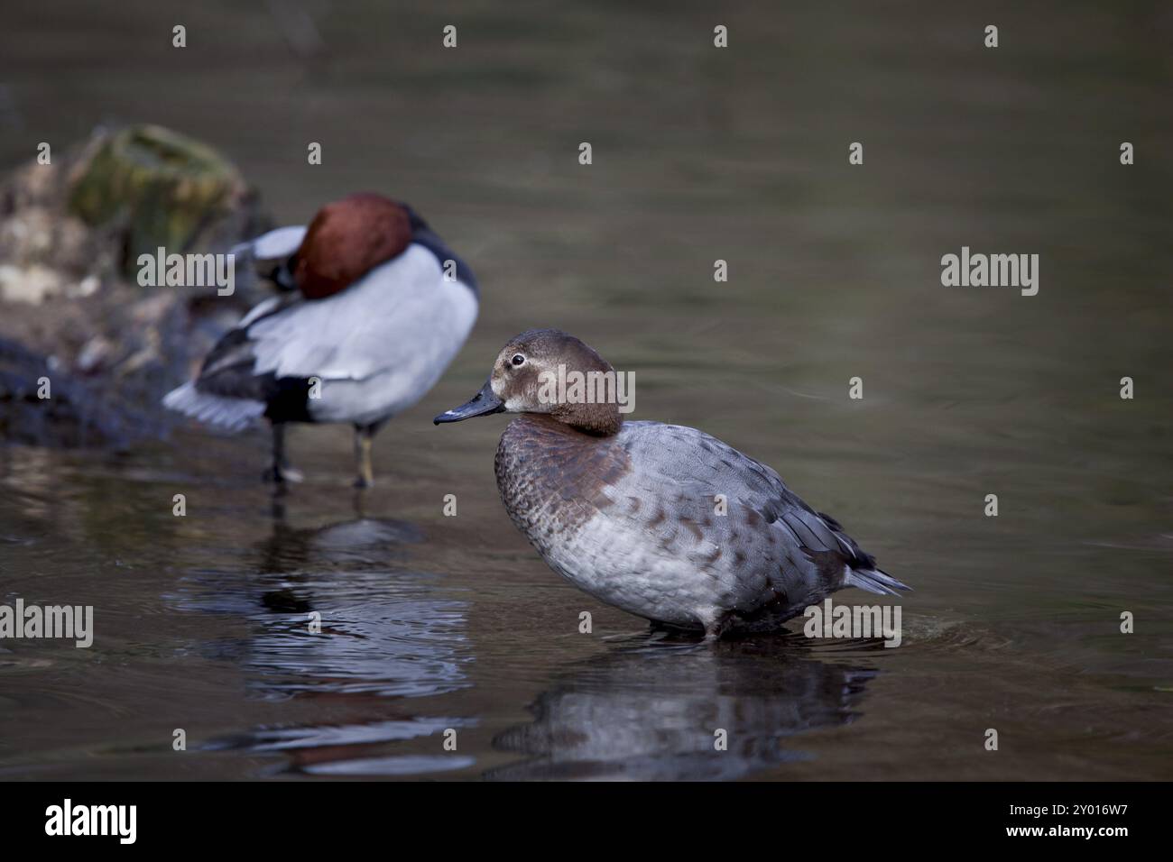 Common pochard, pair, Aythya ferina, common pochard, pair Stock Photo ...