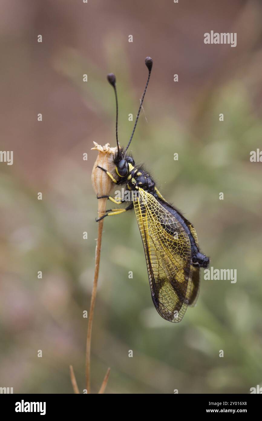 Schmetterlingshaft, Libelloides rhomboides ssp. cretensis, Owlfly Stock ...